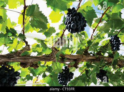 Close-up of a grapevine (Vitis vinifera) on a dry field in autumn Stock ...
