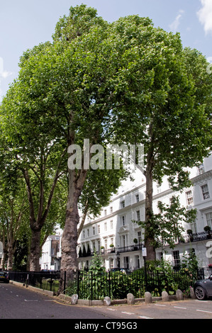 Wellington Square, Chelsea, London, England, UK Stock Photo - Alamy