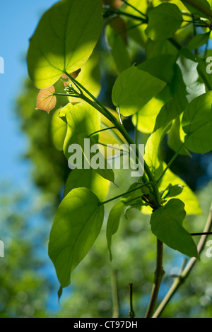 Sun shining through green tree leaves on an autumn day on a walking ...