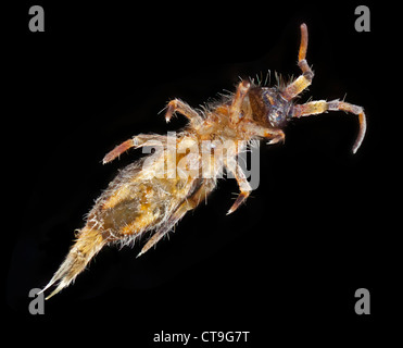 springtail macro photograph Stock Photo - Alamy