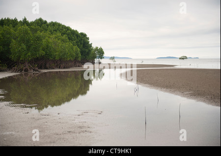 Cooya Beach mangroves Stock Photo - Alamy
