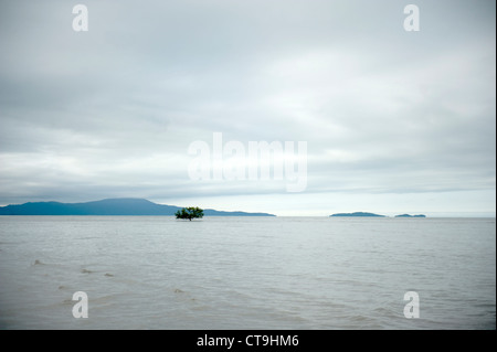 Cooya Beach mangroves Stock Photo - Alamy