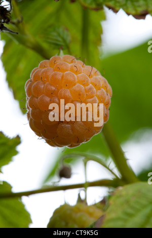Orange Raspberries growing Stock Photo - Alamy