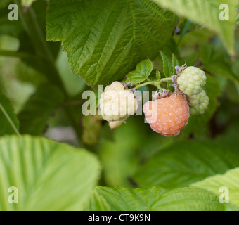 Orange Raspberries growing Stock Photo - Alamy
