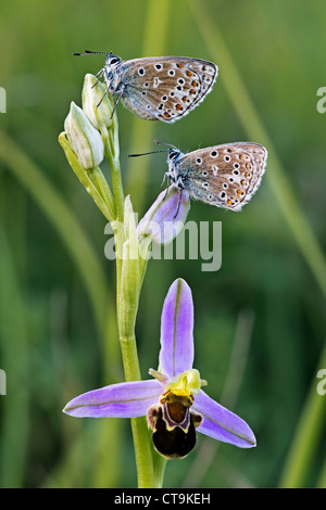 Adonis blue (Lysandra bellargus) two adult males, sleeping on the ...