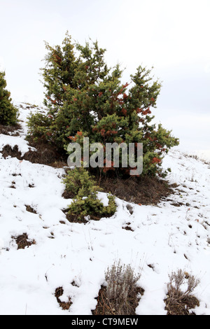 Juniperus communis in nature on a exposed location in Northern Norway ...