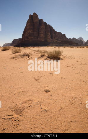 Footprints in the Arabian Sand Stock Photo - Alamy