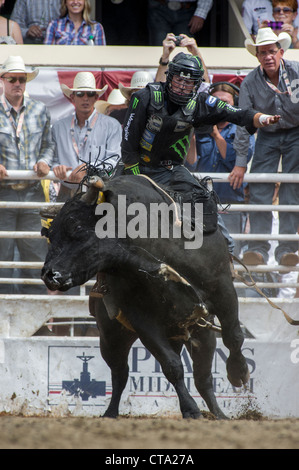 Bull rider at the Calgary Stampede Stock Photo - Alamy