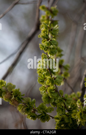 Elm Tree seeds Stock Photo - Alamy