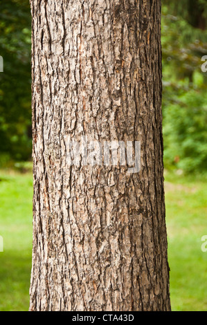 A tree trunk Stock Photo - Alamy