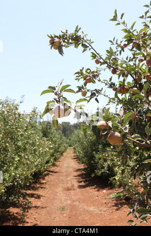Israel, Upper Galilee, Metula, fruit trees by frontier with Lebanon ...
