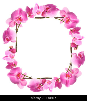 Framework from flowers on white background. Flat lay Stock Photo - Alamy
