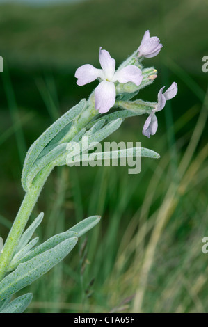 Sea stock (Matthiola sinuata) flowers, growing on sandy beach, Studland ...