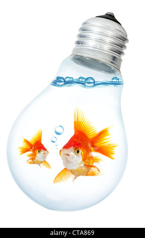 Gold small fish in light bulb on a white background Stock Photo - Alamy