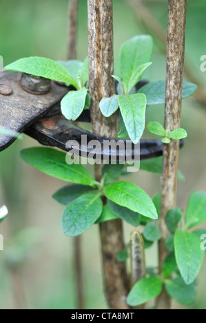 Pruning a buddleia bush UK Stock Photo - Alamy
