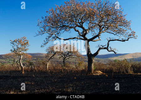 Fire blackened bushveld in Hluhluwe-Umfolozi Game Reserve, Kwazulu ...