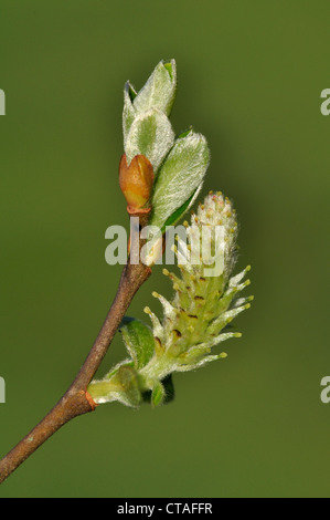 green bud of willow catkin in detail grows in spring Stock Photo - Alamy