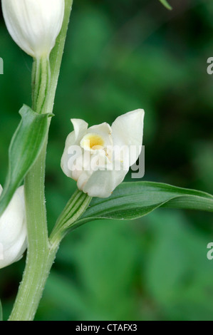 White Helleborine, Cephalanthera damasonium, Orchidaceae Stock Photo ...