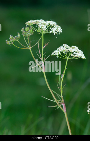 Pignut (Conopodium majus) flowers Stock Photo - Alamy