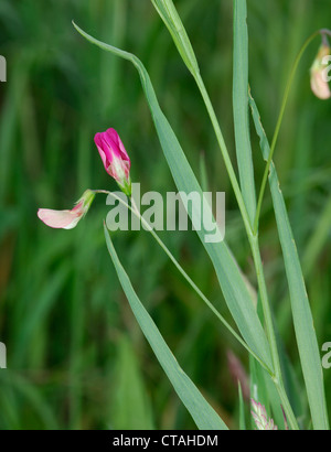 Grass Vetchling (Lathyrus nissolia), Fabaceae Stock Photo - Alamy