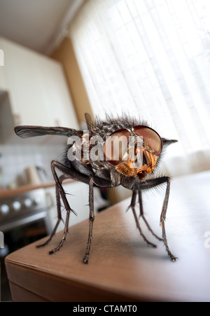 housefly in the kitchen Stock Photo - Alamy