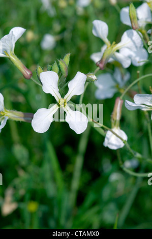 Wild radish (Raphanus raphanistrum Stock Photo - Alamy