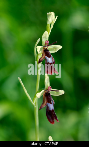 Fly Orchid - Ophrys insectifera Stock Photo - Alamy