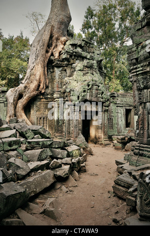At the entrance to the Ta Phrom temple, these trees have covered the ...