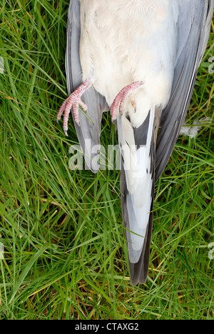 Dead dove in nature Stock Photo - Alamy