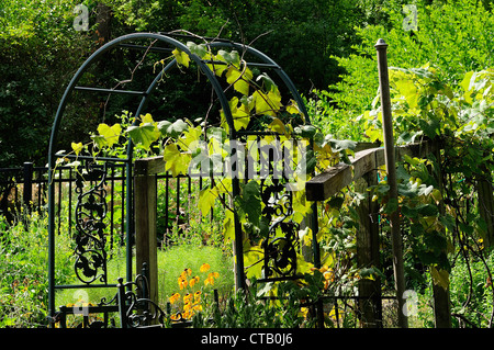 Home grown grape vines and trellis in hillside backyard Stock Photo - Alamy