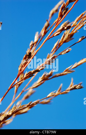 DRY GRASS DRIFTING OVER BLUE SKY Stock Photo - Alamy