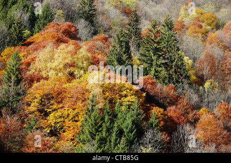 Changing colors in the Alps during early Fall; Italy Stock Photo - Alamy