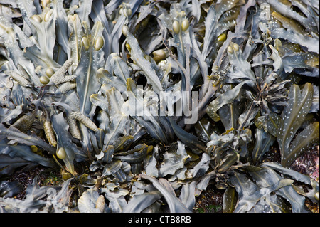 brown and green seaweed with air bladders that help the plant float and ...