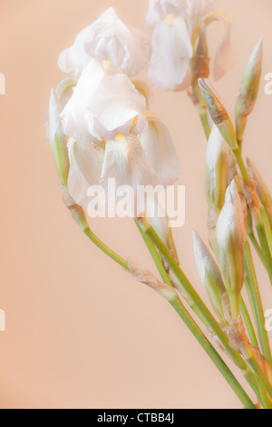 Composition of white iris flowers over light warm background Stock ...