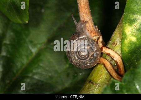 Common Garden Snail (Helicidae Helix aspersa Stock Photo - Alamy