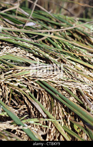 Freshly harvested rice crop Stock Photo - Alamy