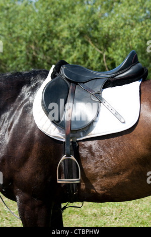 On the back of the horse, a brown leather saddle and saddle cloth are ...