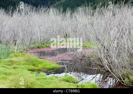 Red Algae and dead trees Para Wetlands Stock Photo - Alamy