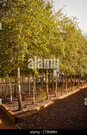 A Small Group of Silver Birch Trees aka European Weeping Birch ...