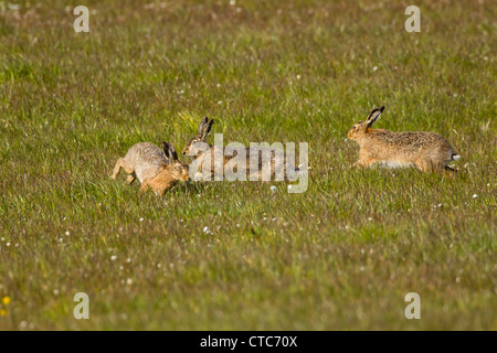 Hares playing in a meadow Stock Photo - Alamy