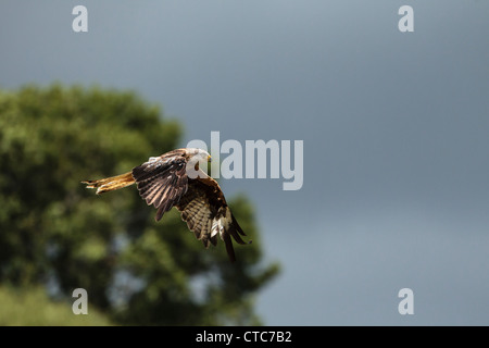 Diver kite in flight Stock Photo - Alamy