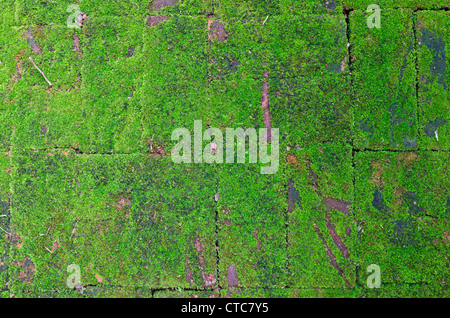 Mossy brick floor for background Stock Photo - Alamy
