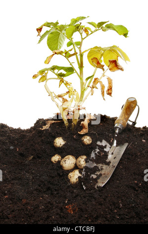 potato as a root vegetable, a plant in the nightshade family potato ...