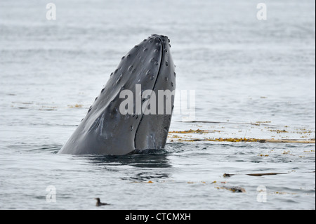 Humpback whale (Megaptera novaeangliae) Exposing jaw lunge feeding ...
