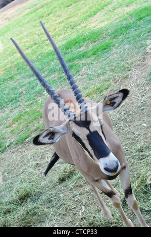 East African oryx (common beisa oryx) grazing, Samburu, Kenya Stock ...