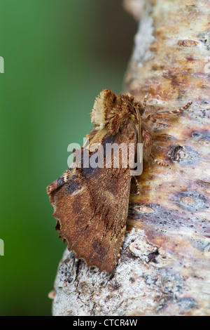Coxcomb Prominent Moth; Ptilodon capucina; UK Stock Photo - Alamy