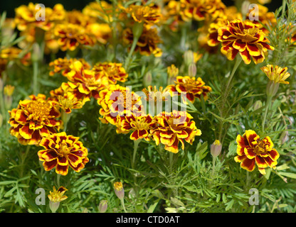 Tagetes Patula, Marigold 'Colossus' Stock Photo - Alamy