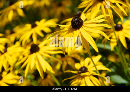 Rudbeckia hirta flowers, also known as Black Eye Susan. Photographed in ...
