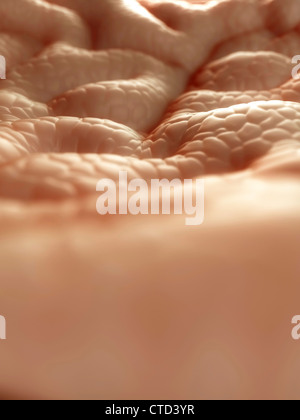 Stomach lining artwork Stock Photo - Alamy
