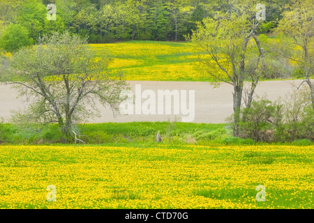 Spring landscape with plowed field and blooming dandelions Stock Photo ...